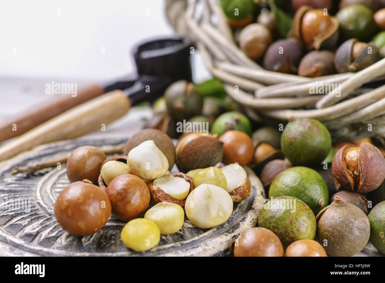 Macadamia nuts harvest close up Stock Photo - Alamy