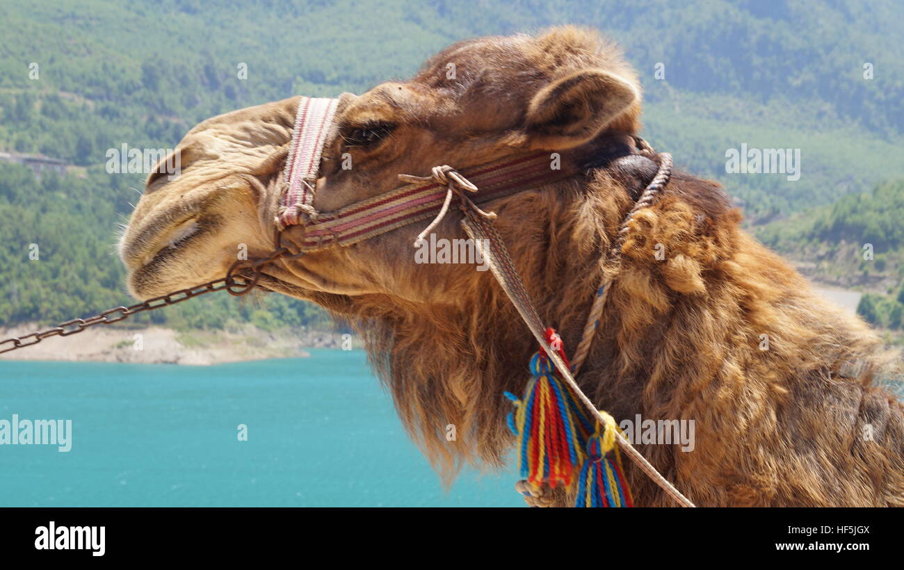 Camel ride in Alanya, Turkey Stock Photo - Alamy