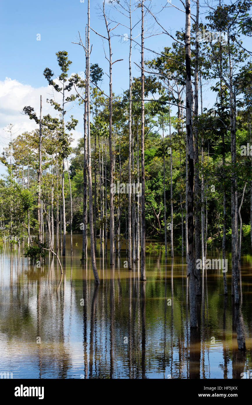 Flood forest hi-res stock photography and images - Alamy