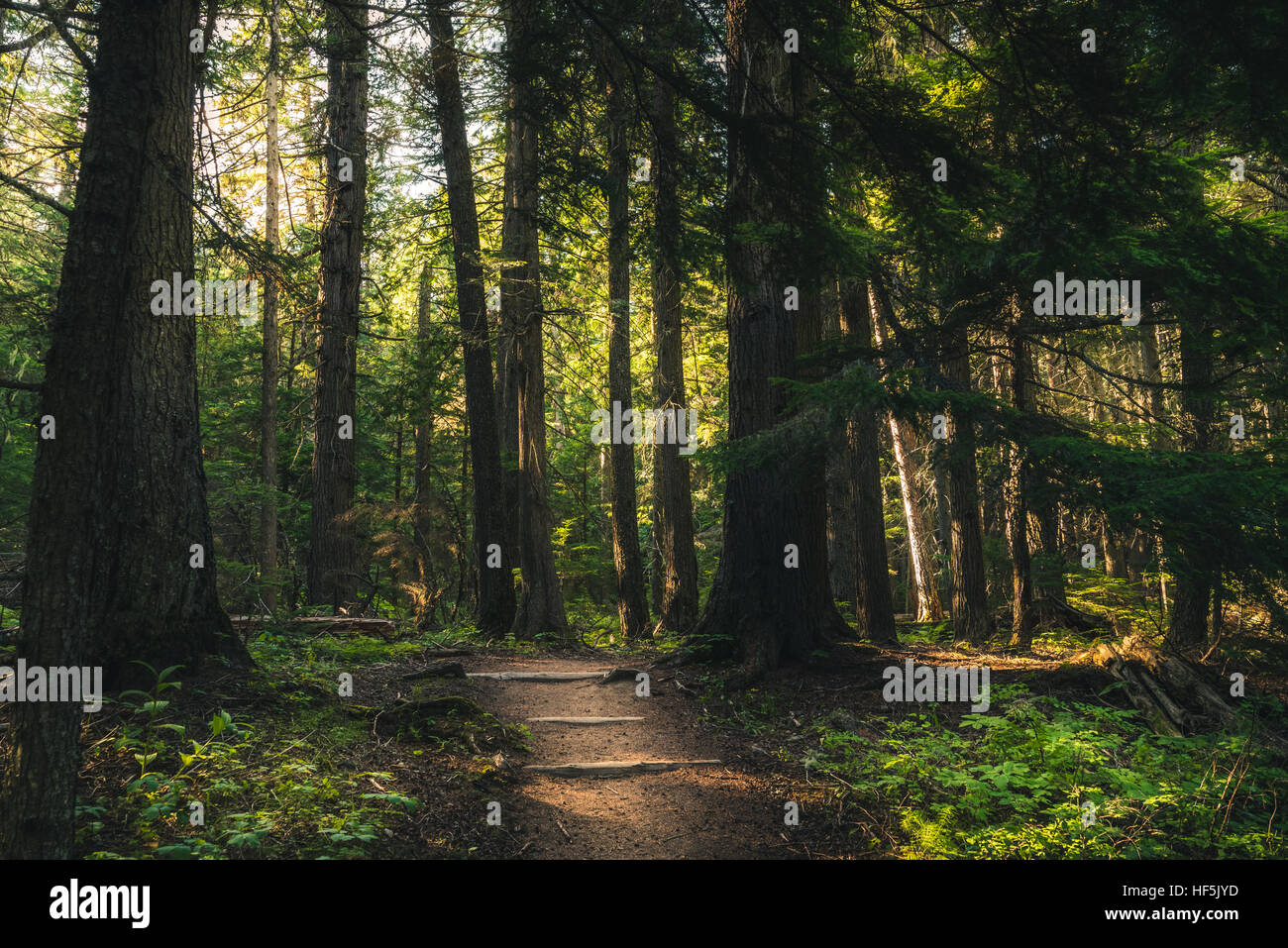 Forest hiking trail Stock Photo - Alamy