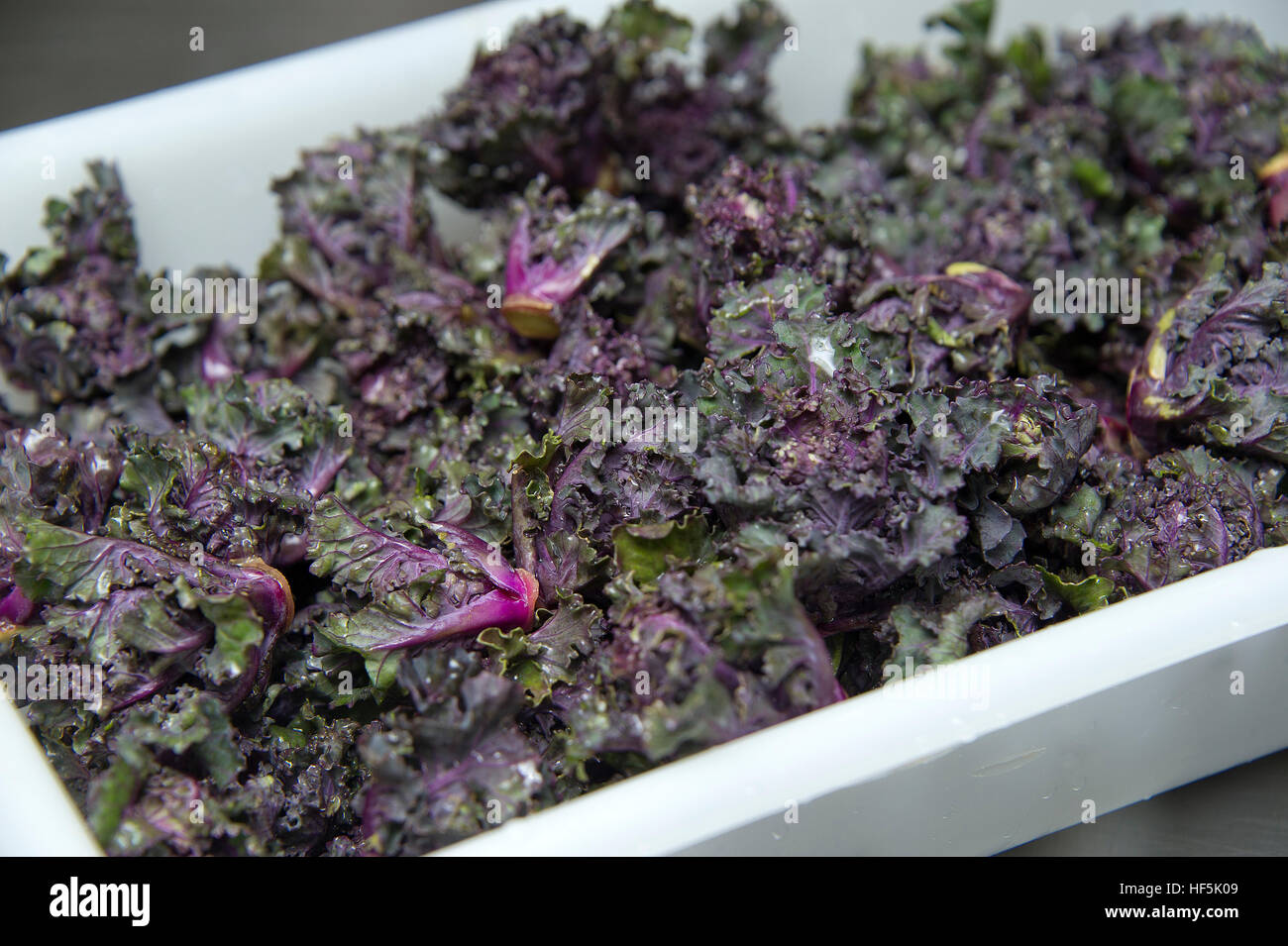 Kalettes hi-res stock photography and images - Alamy