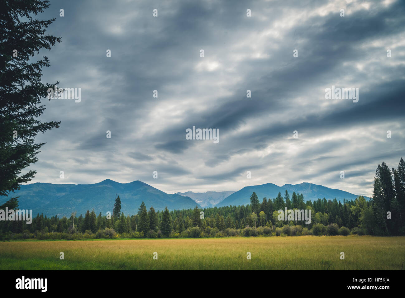 Meadow on an overcast day Stock Photo - Alamy