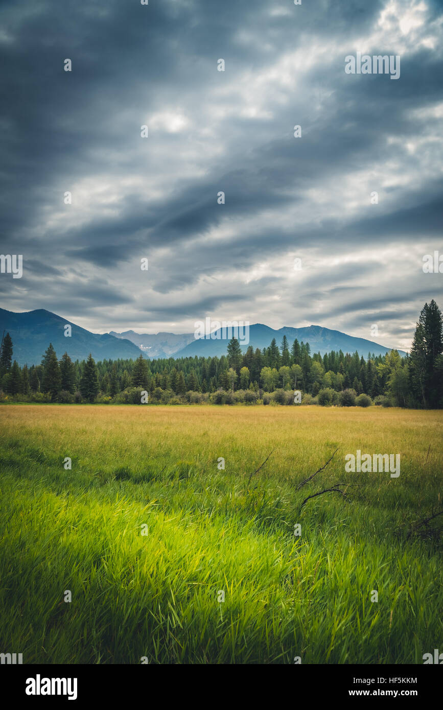 Meadow on an overcast day surrounded by a forest Stock Photo - Alamy