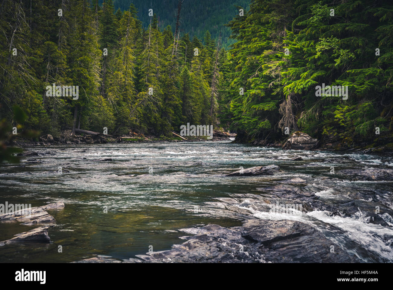 River rushing through a forest Stock Photo - Alamy