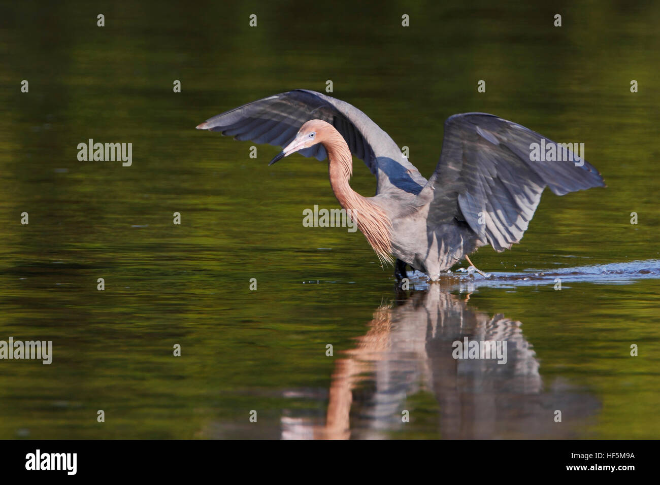 Reddish Egret (Egretta rufescens) with wings spread fishing in shallow ...
