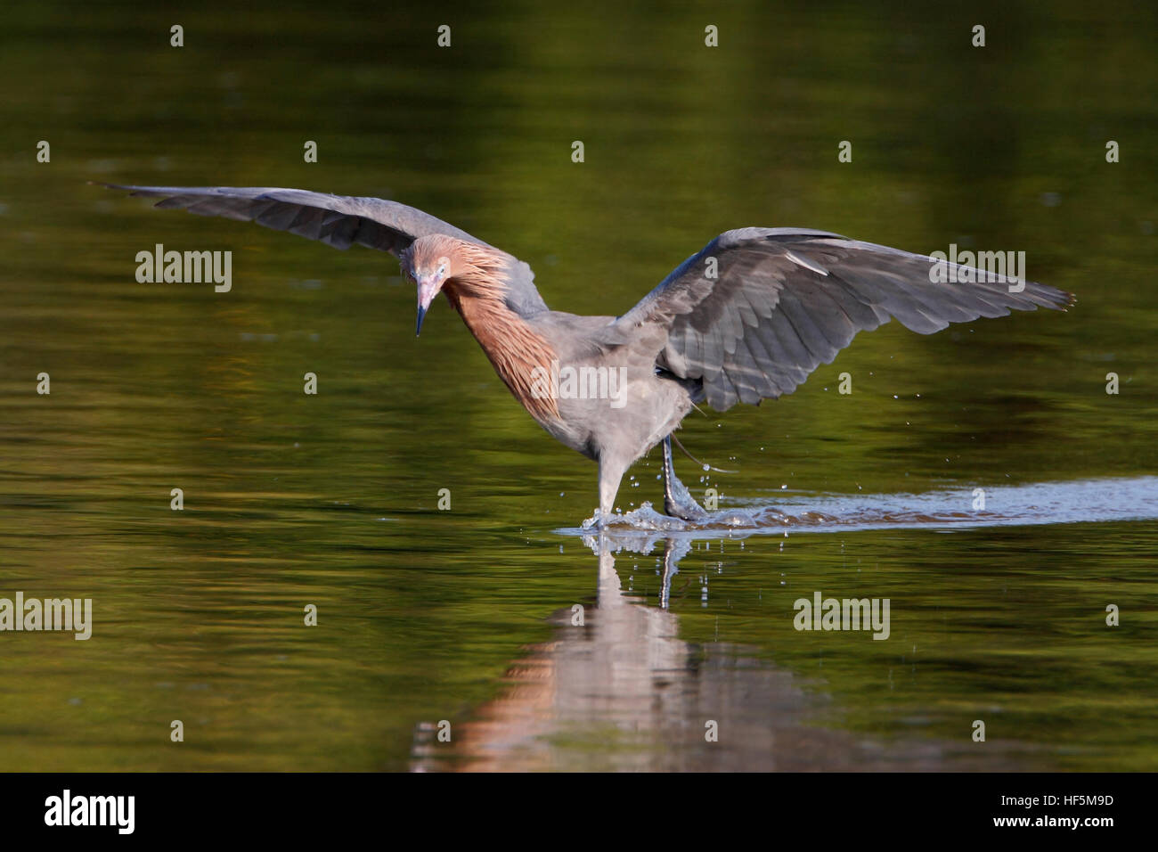Reddish Egret (Egretta rufescens) with wings spread fishing in shallow ...