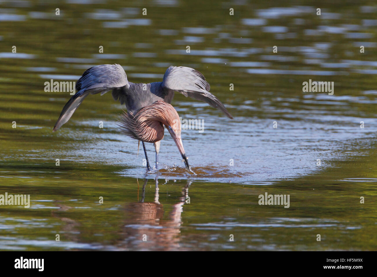 Reddish Egret (Egretta rufescens) with wings spread fishing in shallow ...