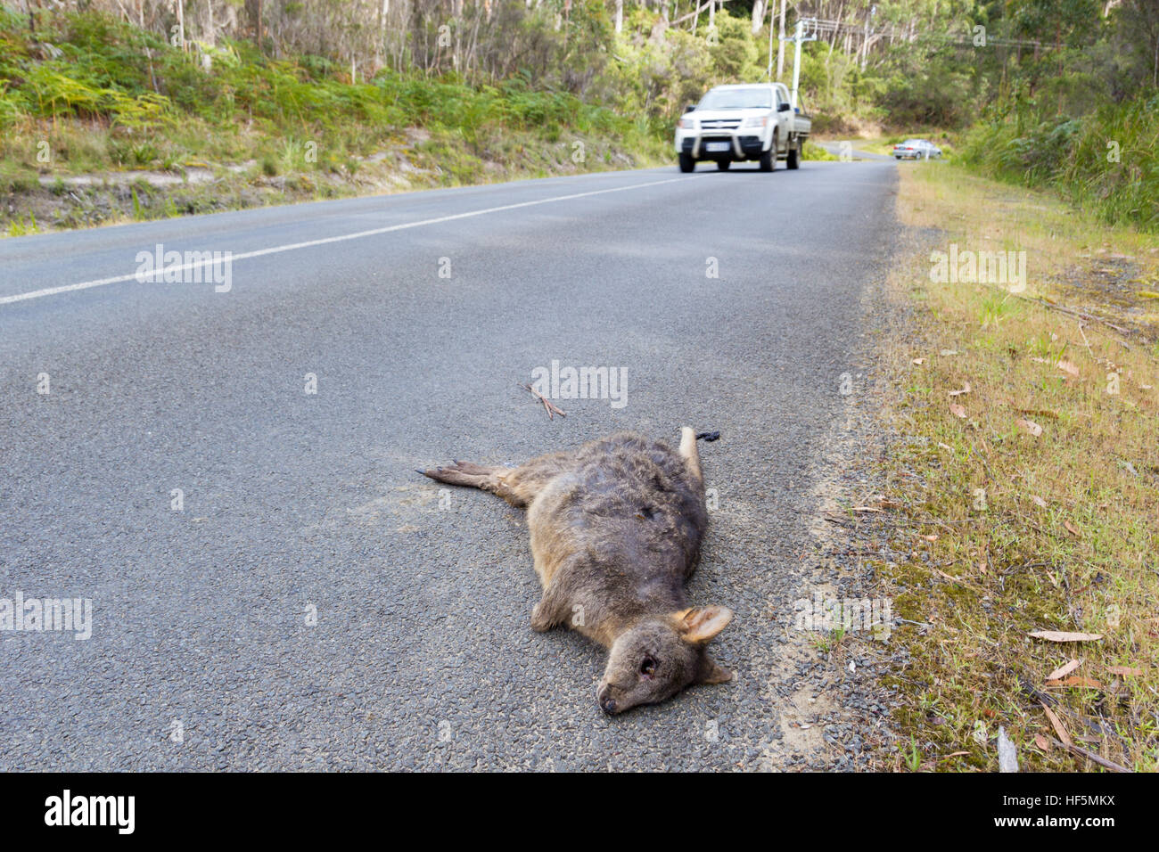 Bruny Island, Tasmania, Australia - December 18, 2016: Rufous wallaby ...