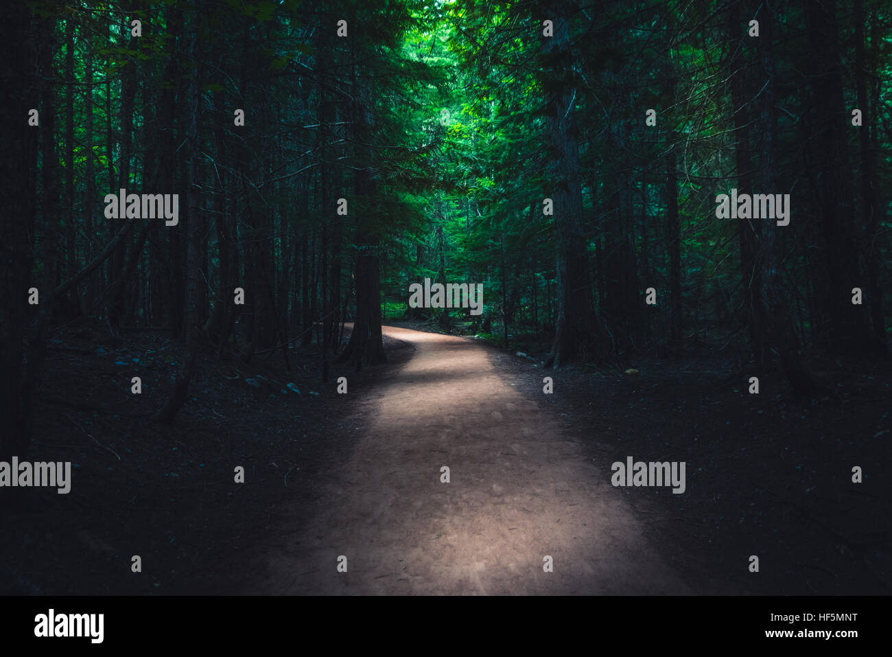 Dark forest trail Stock Photo - Alamy
