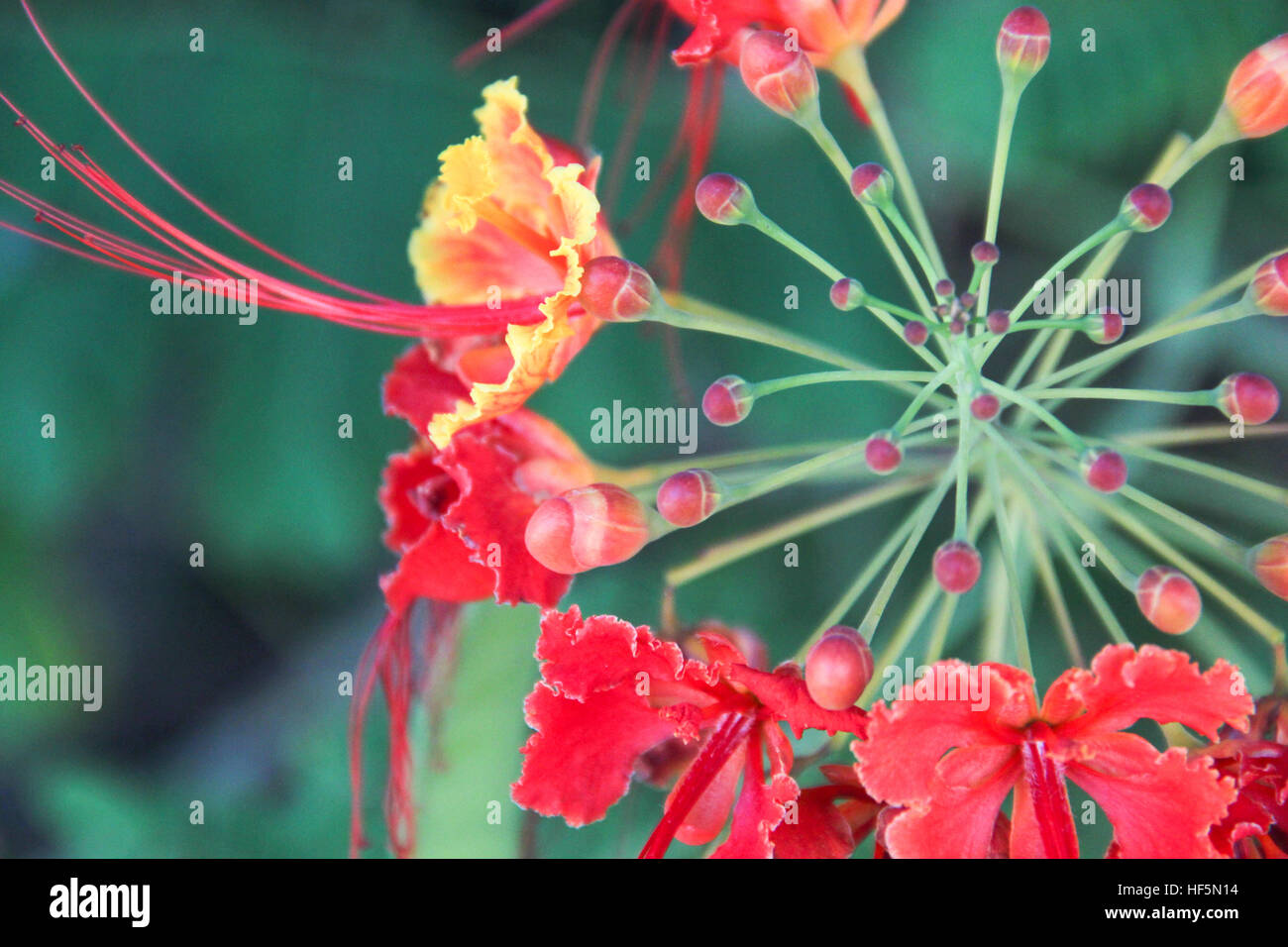Red rainforest flower hi-res stock photography and images - Alamy