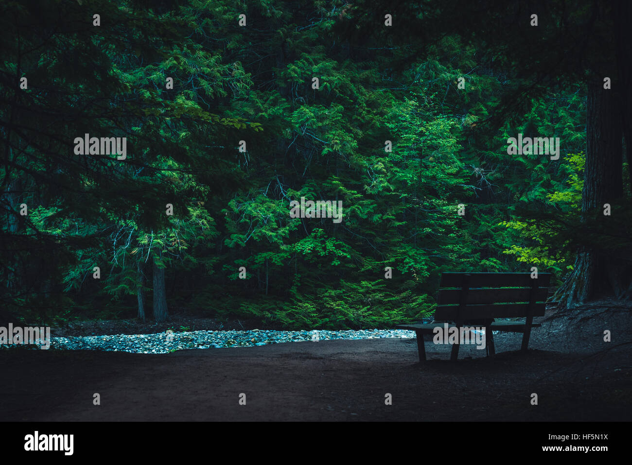 Forest bench by a stream Stock Photo - Alamy