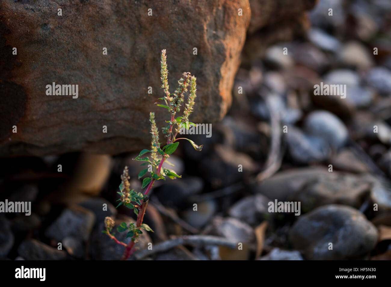 A weed growing in a bed of desert rocks Stock Photo - Alamy