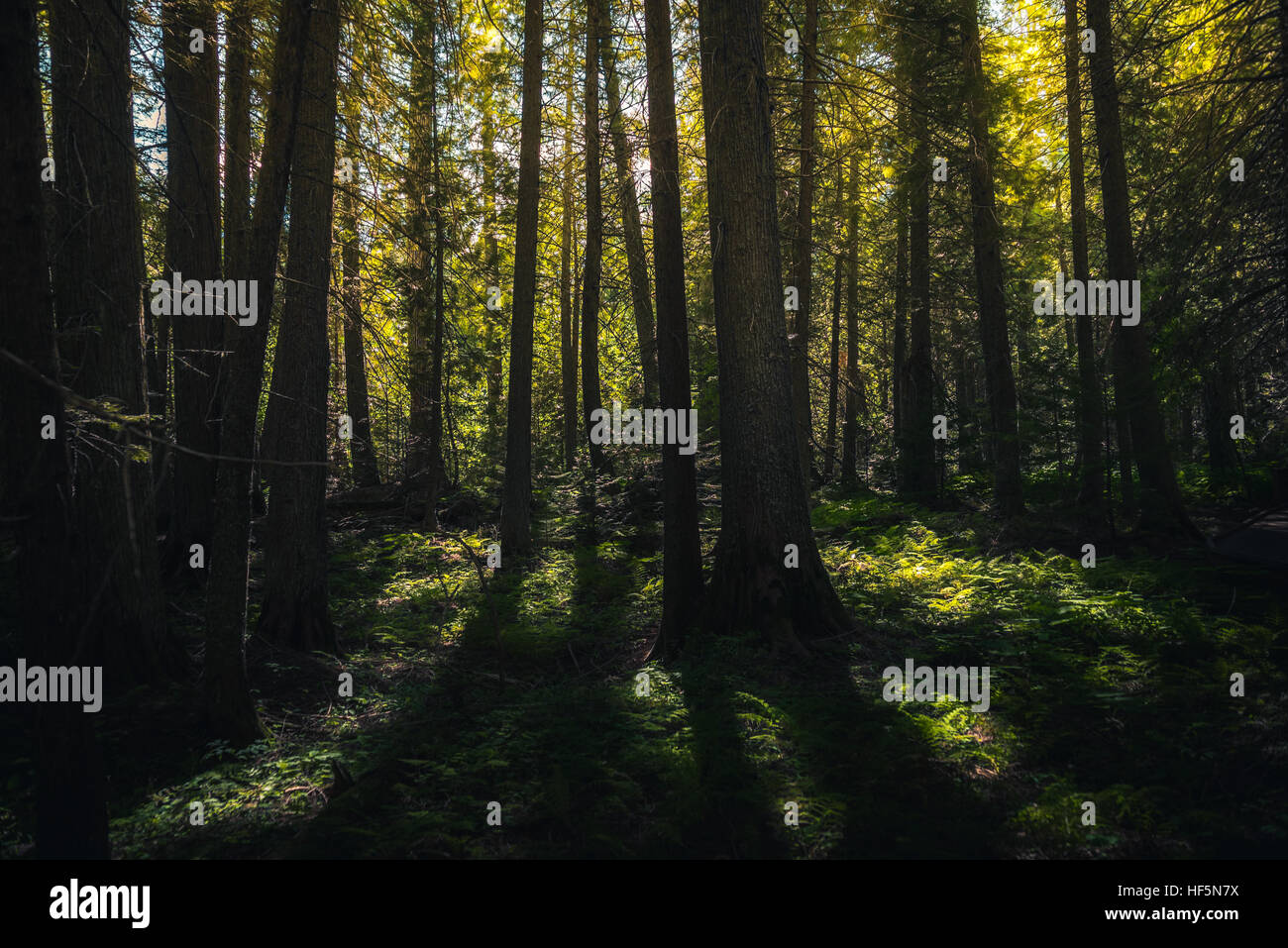 Afternoon forest sunlight Stock Photo - Alamy