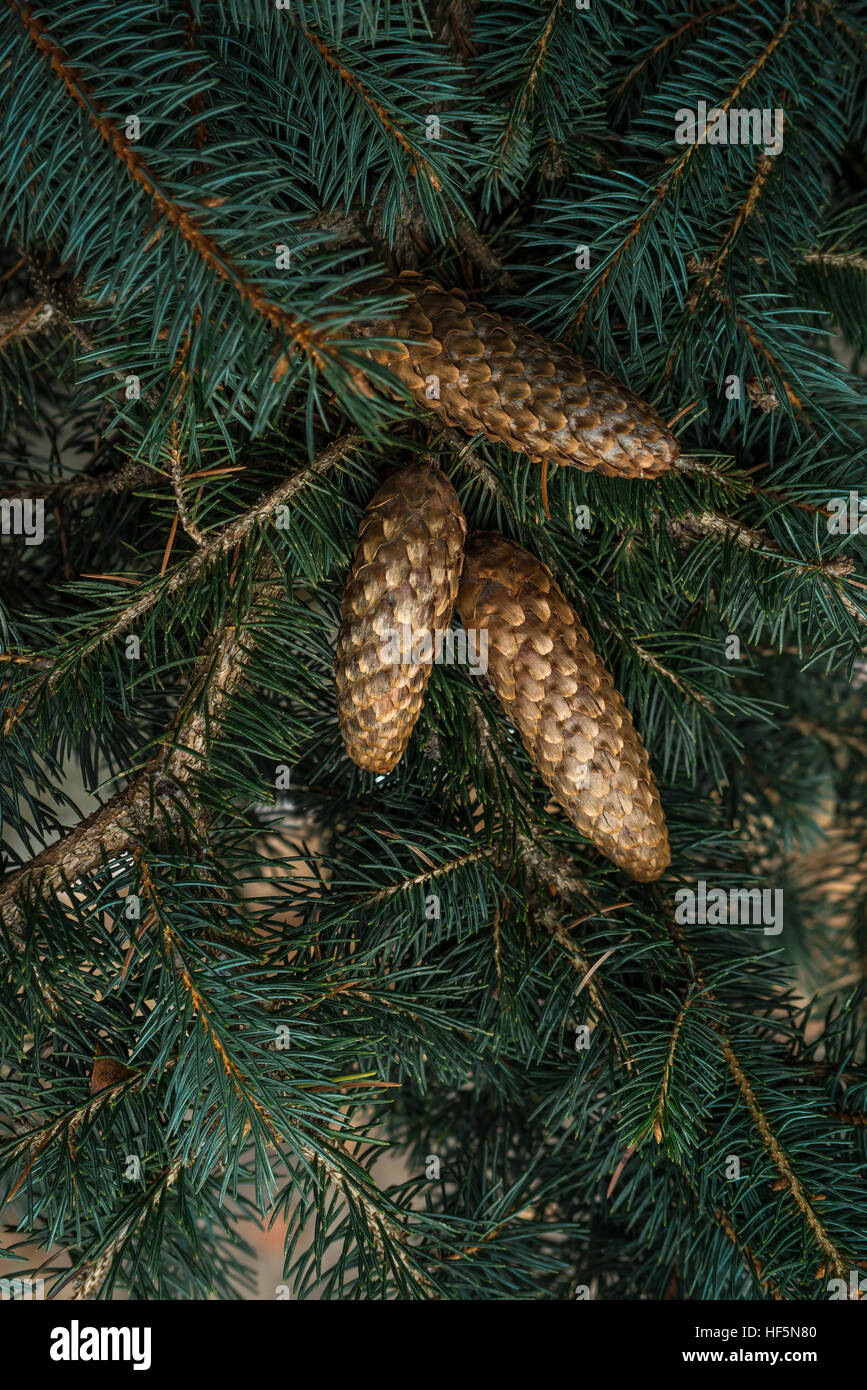 Three cones growing on green spruce branches Stock Photo - Alamy
