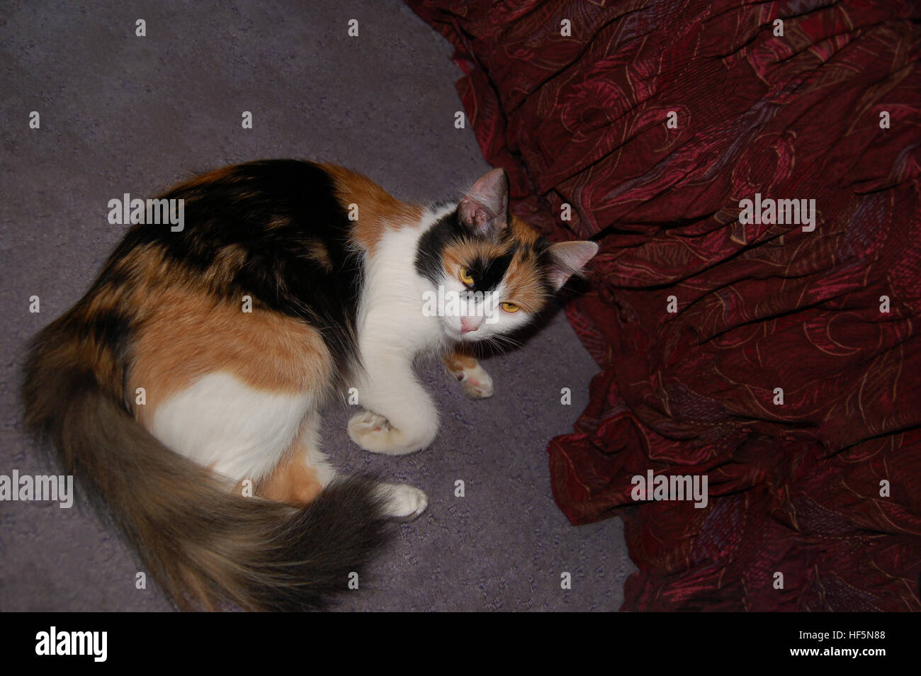 Maroon cat hi-res stock photography and images - Alamy