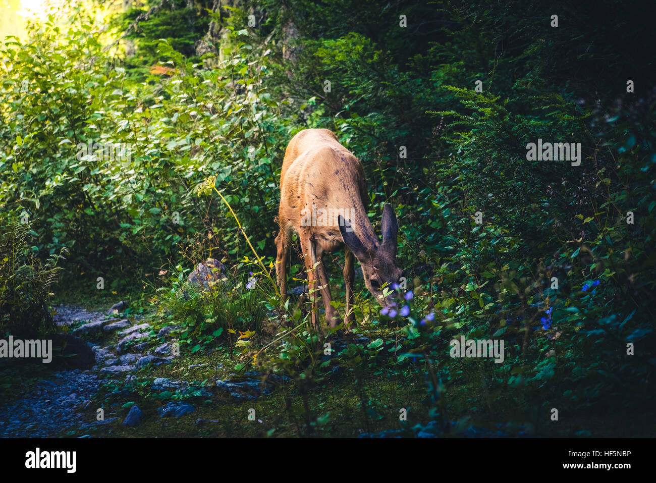 Deer eating in a forest Stock Photo - Alamy