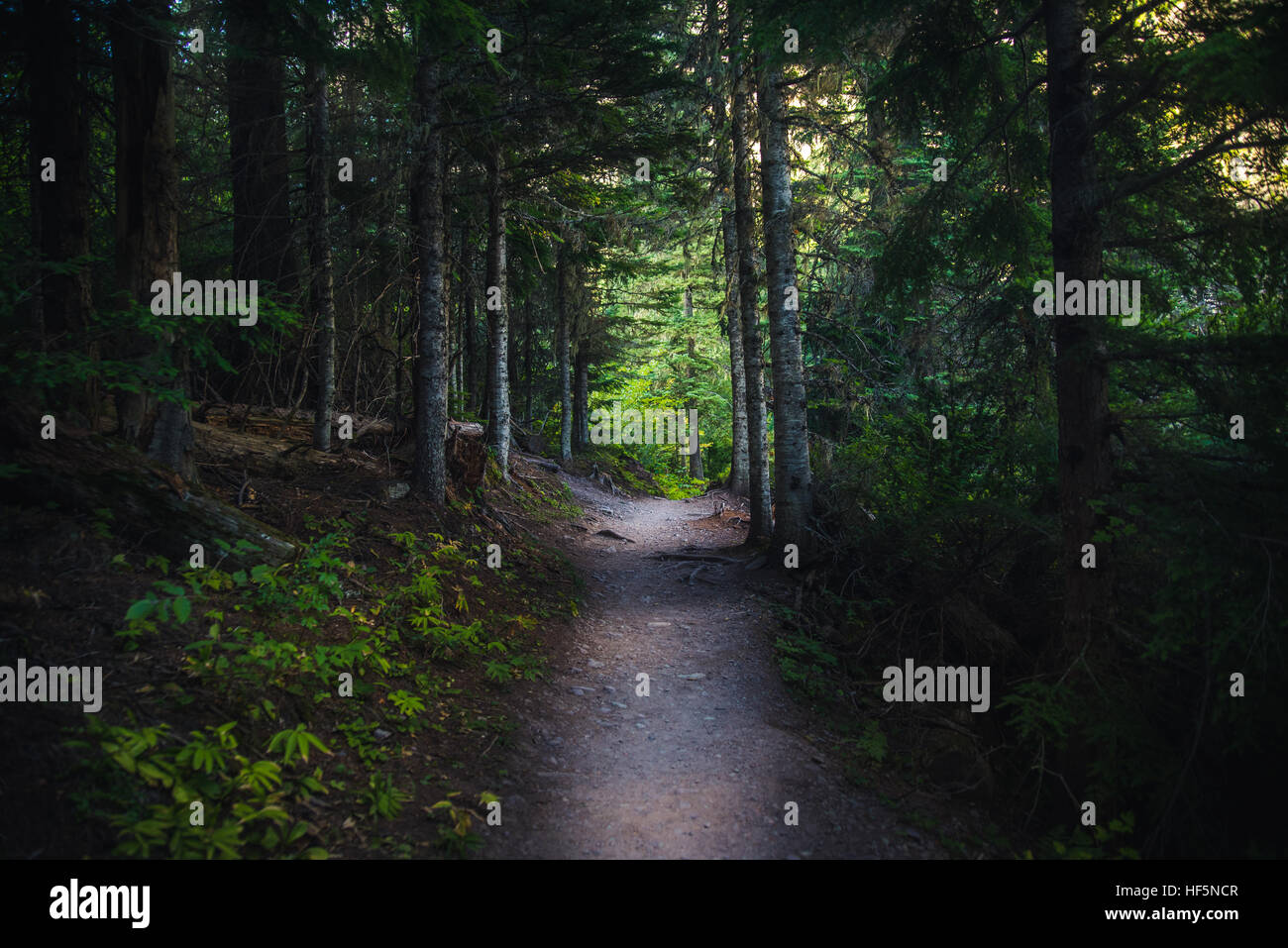 Dark forest path Stock Photo - Alamy