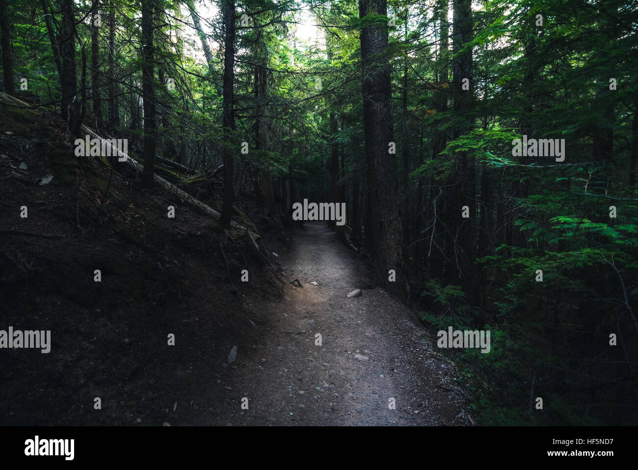 Dark forest trail Stock Photo - Alamy