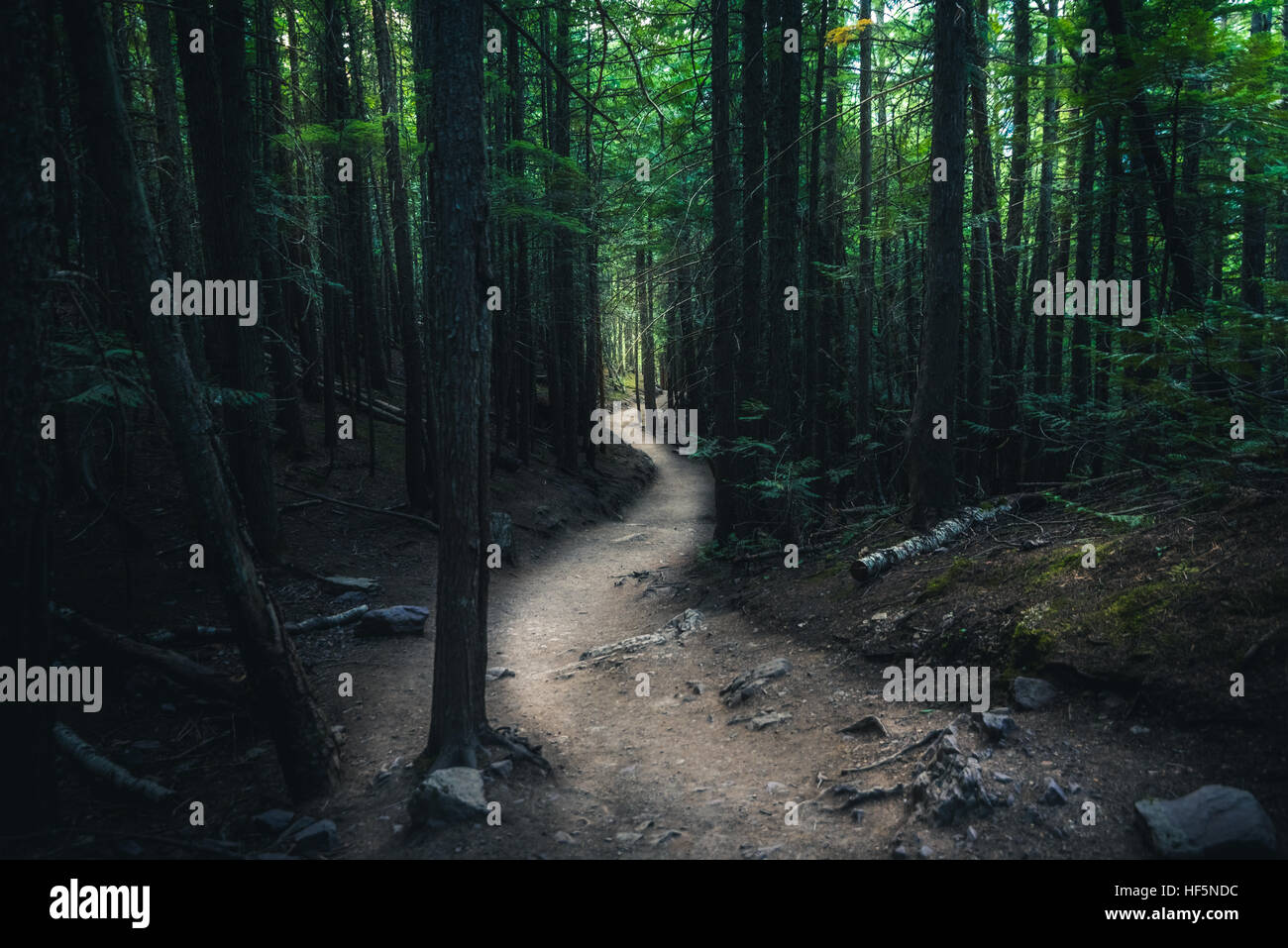 Winding trail dark forest hi-res stock photography and images - Alamy