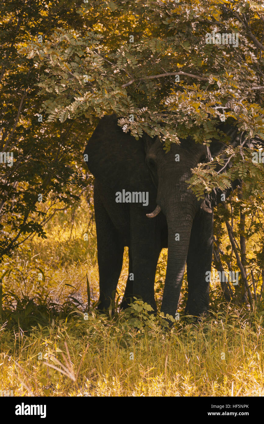 One huge elephant walks and grazes in the South African bushes ...