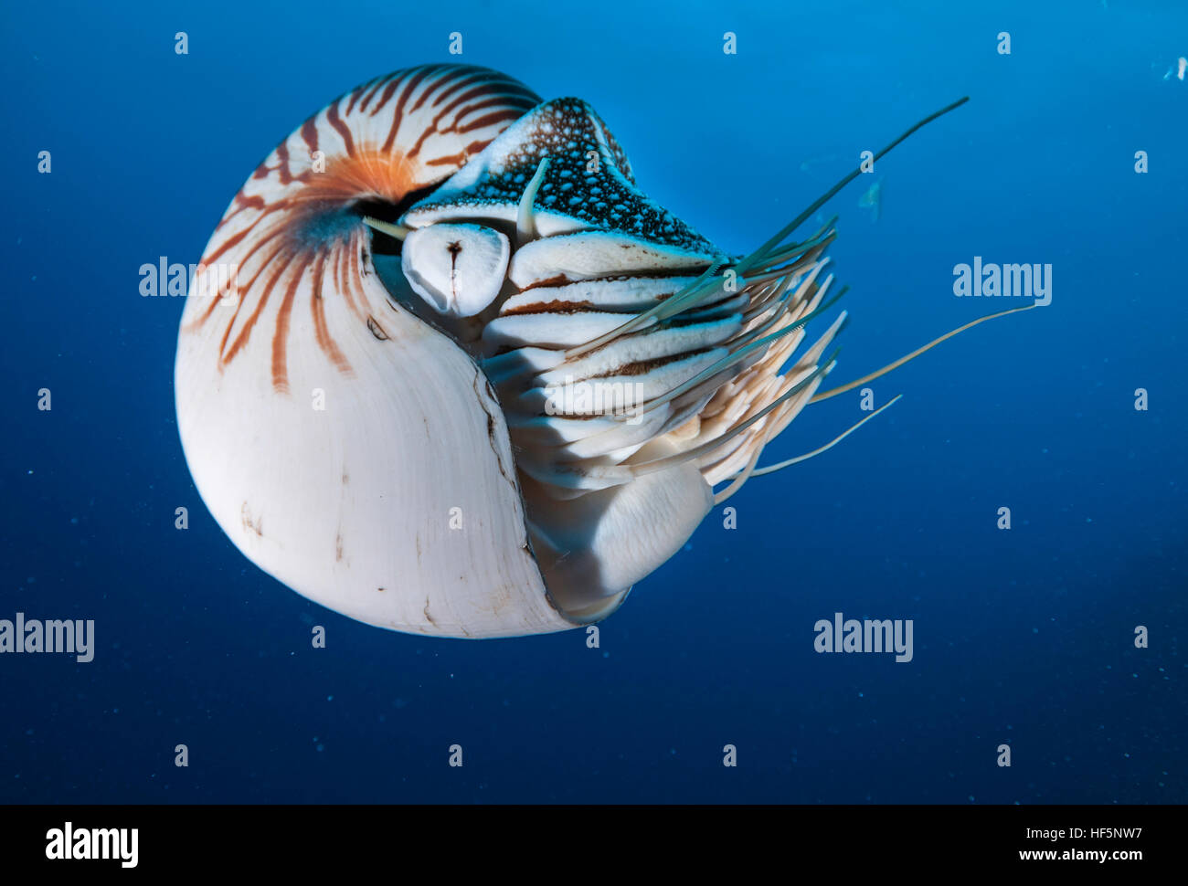 Nautilus shell swimming underwater, Palau, Micronesia Stock Photo - Alamy