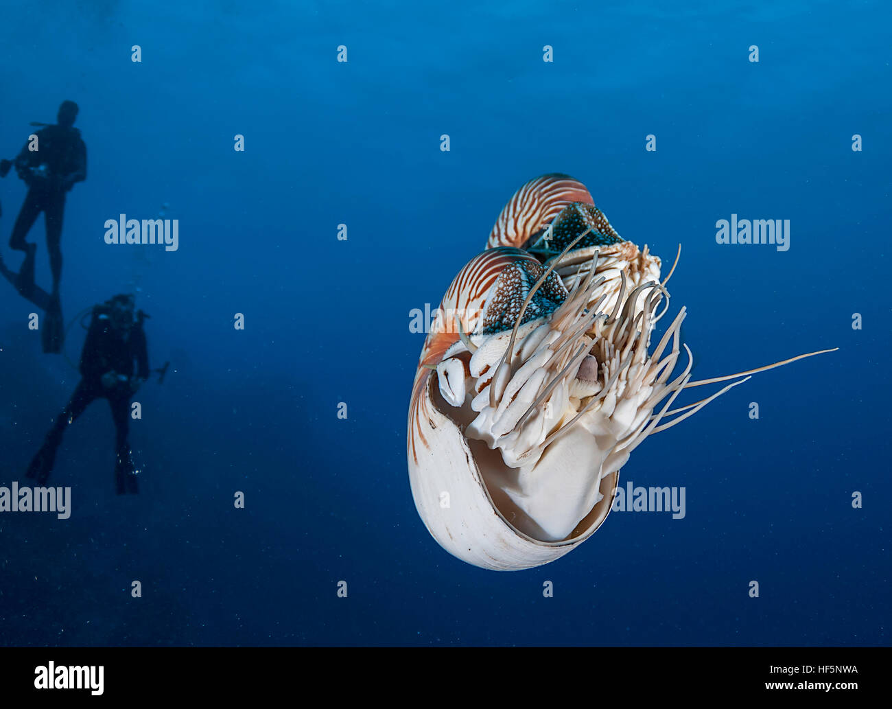 Nautilus shell swimming underwater, Palau, Micronesia Stock Photo - Alamy