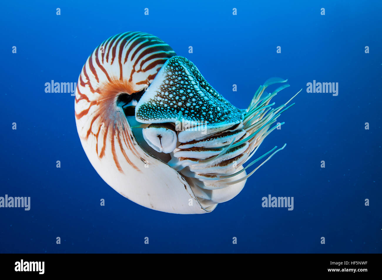 Nautilus shell swimming underwater, Palau, Micronesia Stock Photo - Alamy