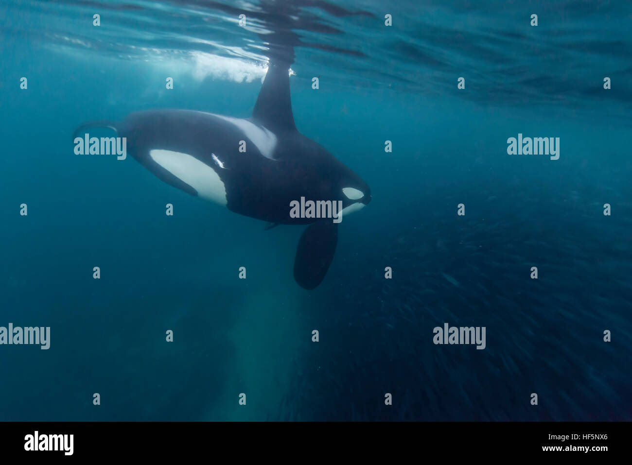 Killer whale orca hi-res stock photography and images - Alamy