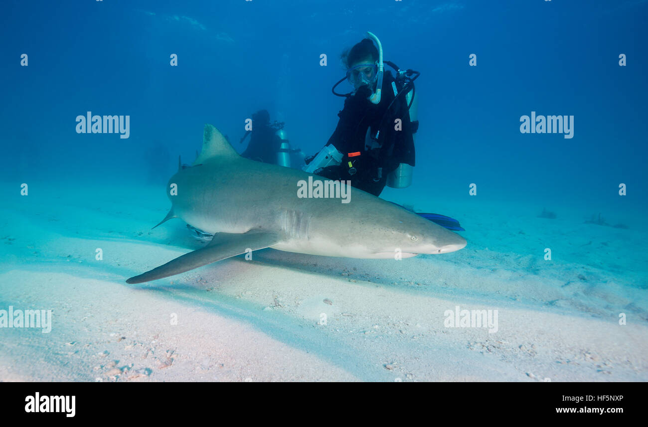 Lemon shark underwater off the the coast of Grand Bahama, The Bahamas ...