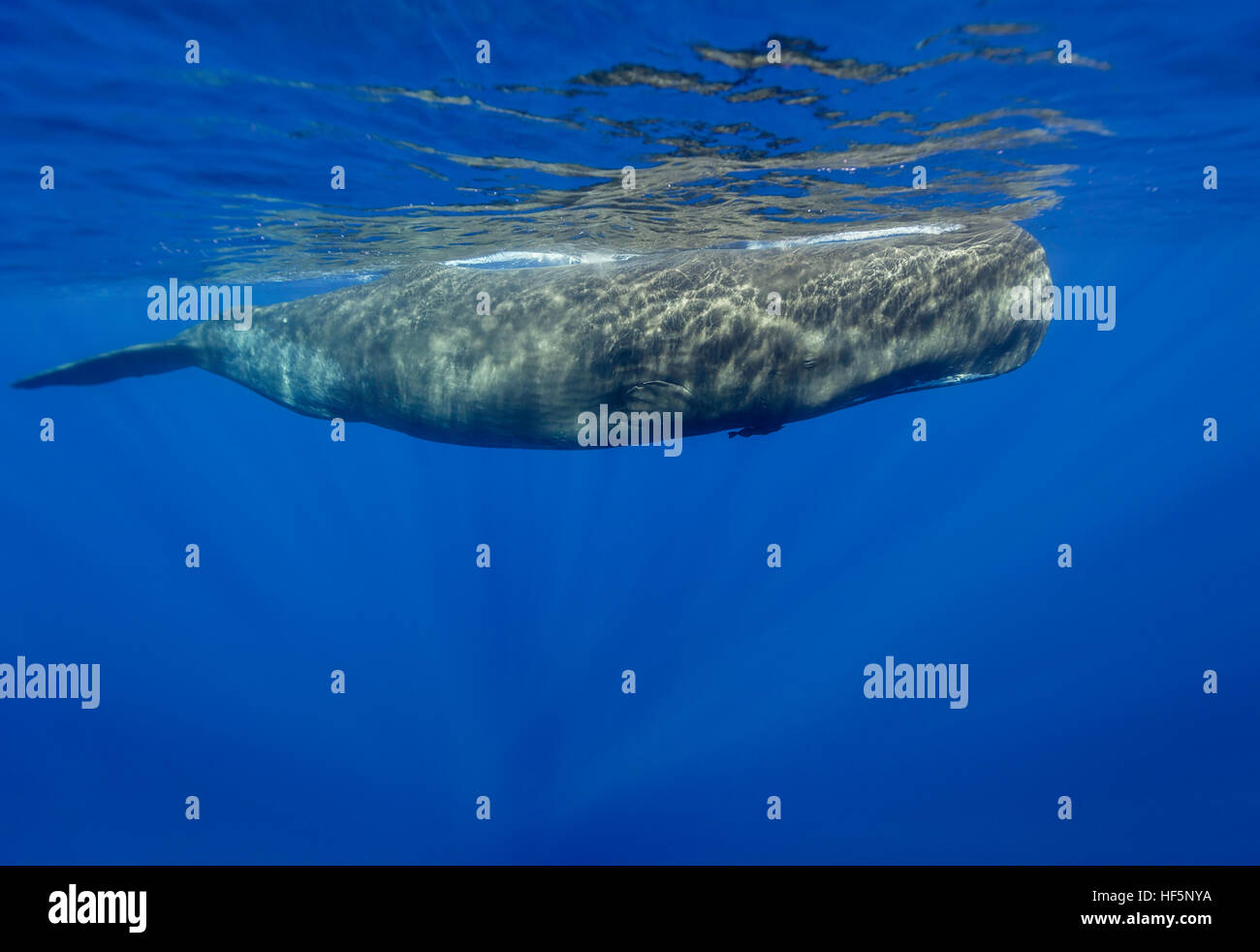 Male sperm whale swimming at the surface in the waters off the north ...