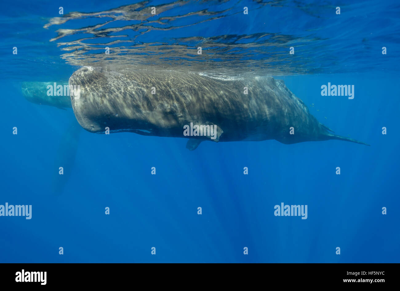 Male sperm hi-res stock photography and images - Alamy