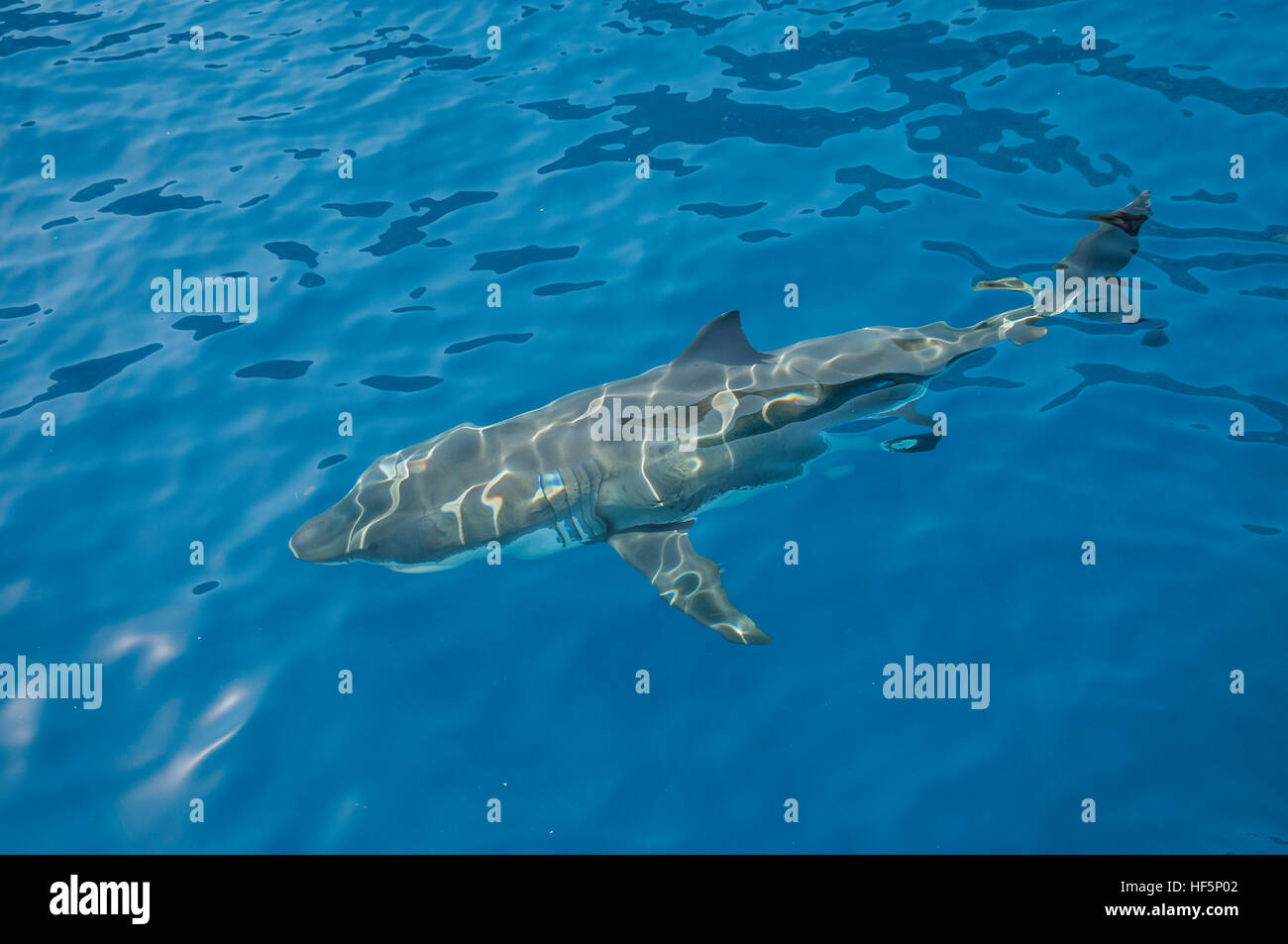 Great white shark underwater view, Guadalupe Island, Mexico Stock Photo ...