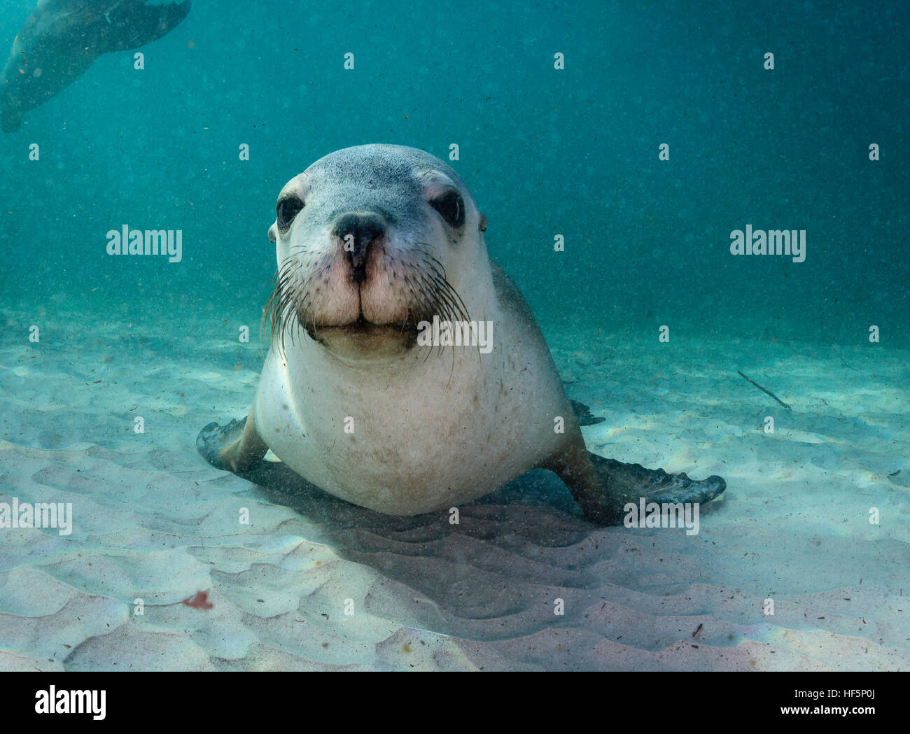 Australian sea lion underwater view, Neptune Islands, South Australia ...