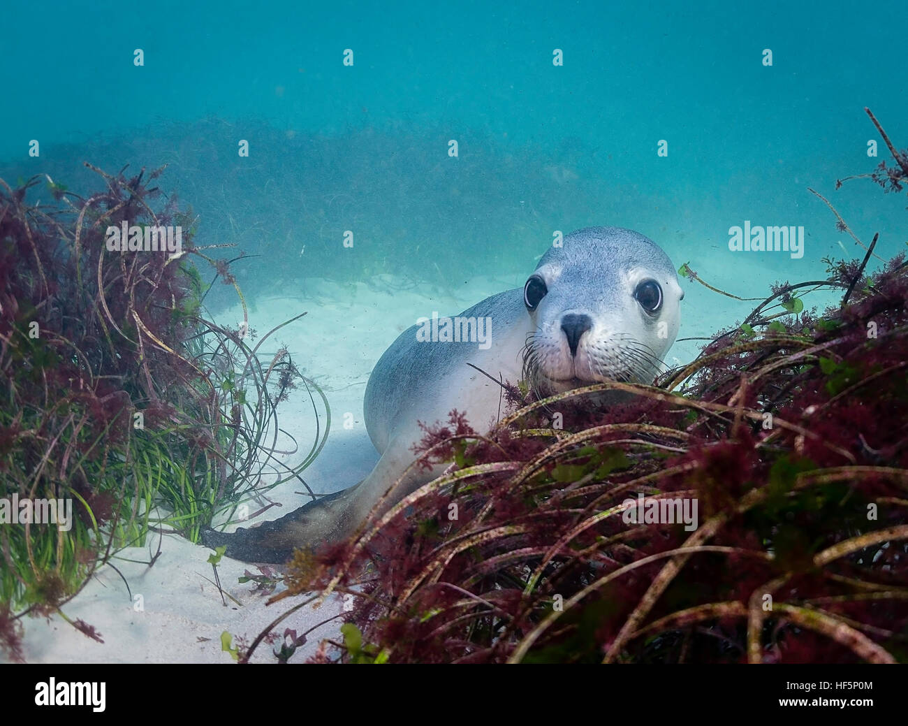 Australian sea lion underwater view, Neptune Islands, South Australia ...
