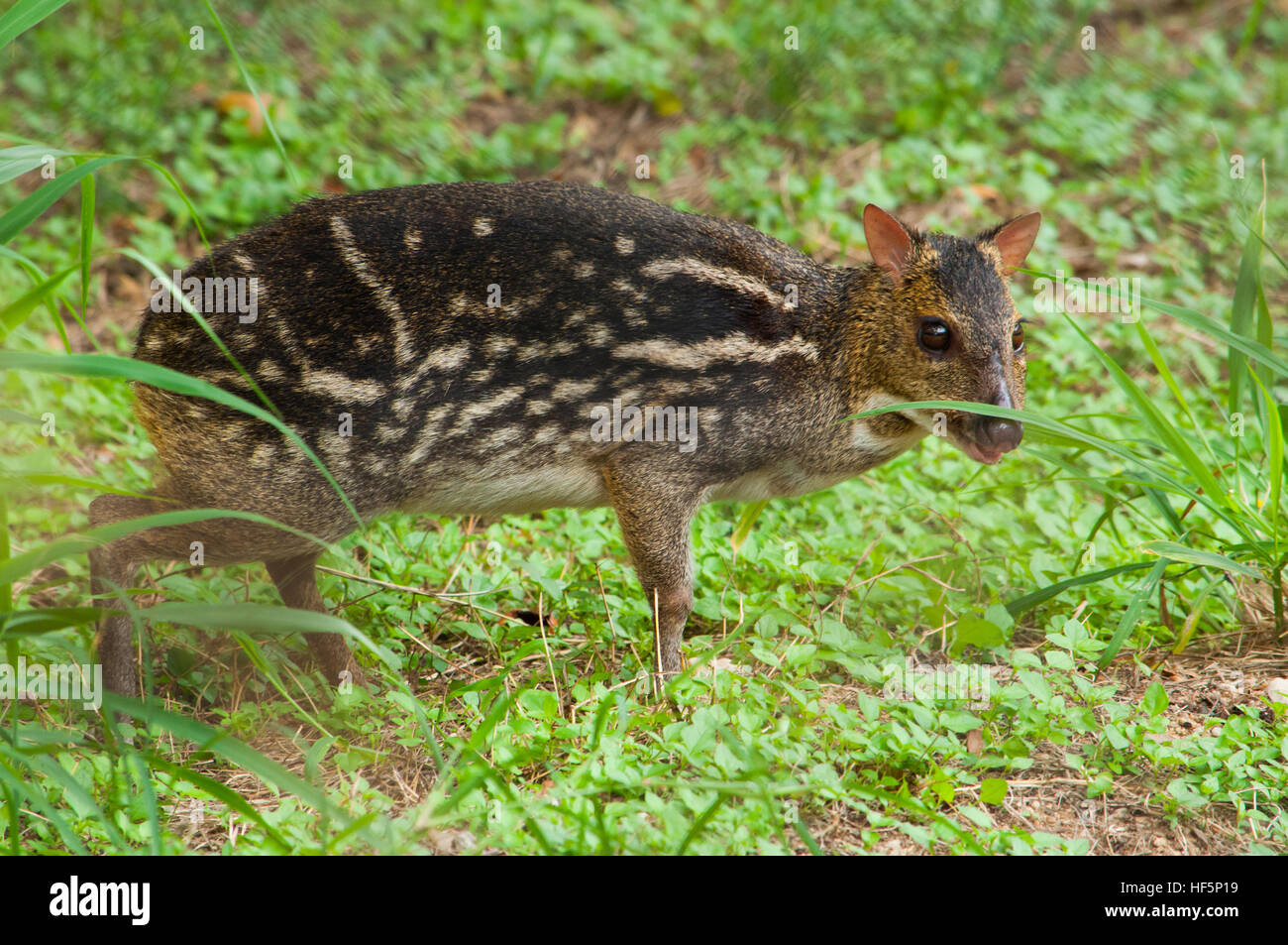 Indian Mouse Deer