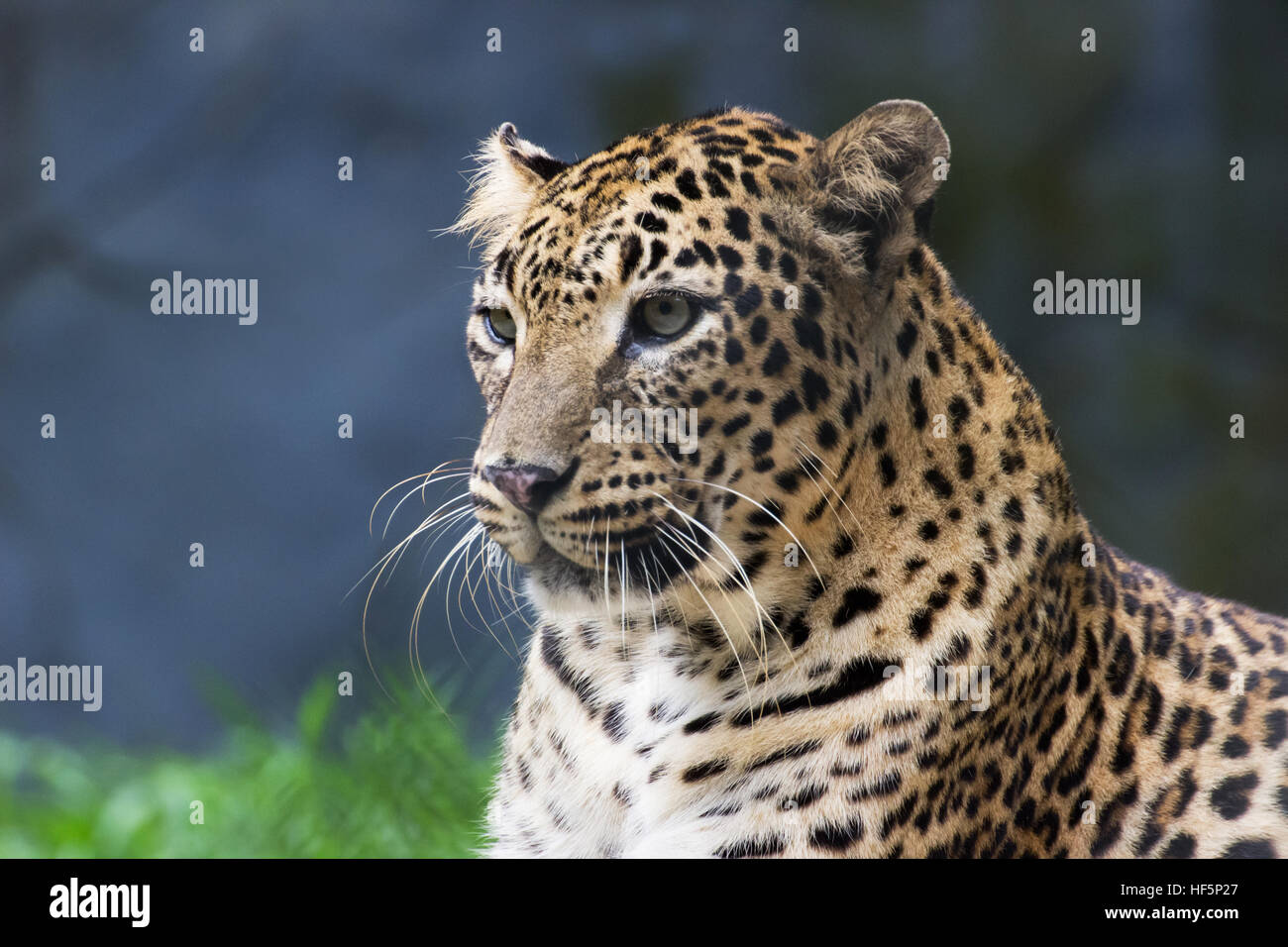 Indian leopard (Panthera pardus fusca Stock Photo - Alamy