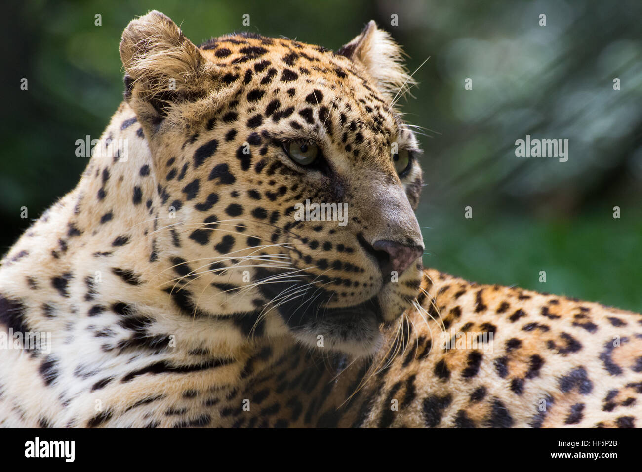 Indian leopard (Panthera pardus fusca Stock Photo - Alamy