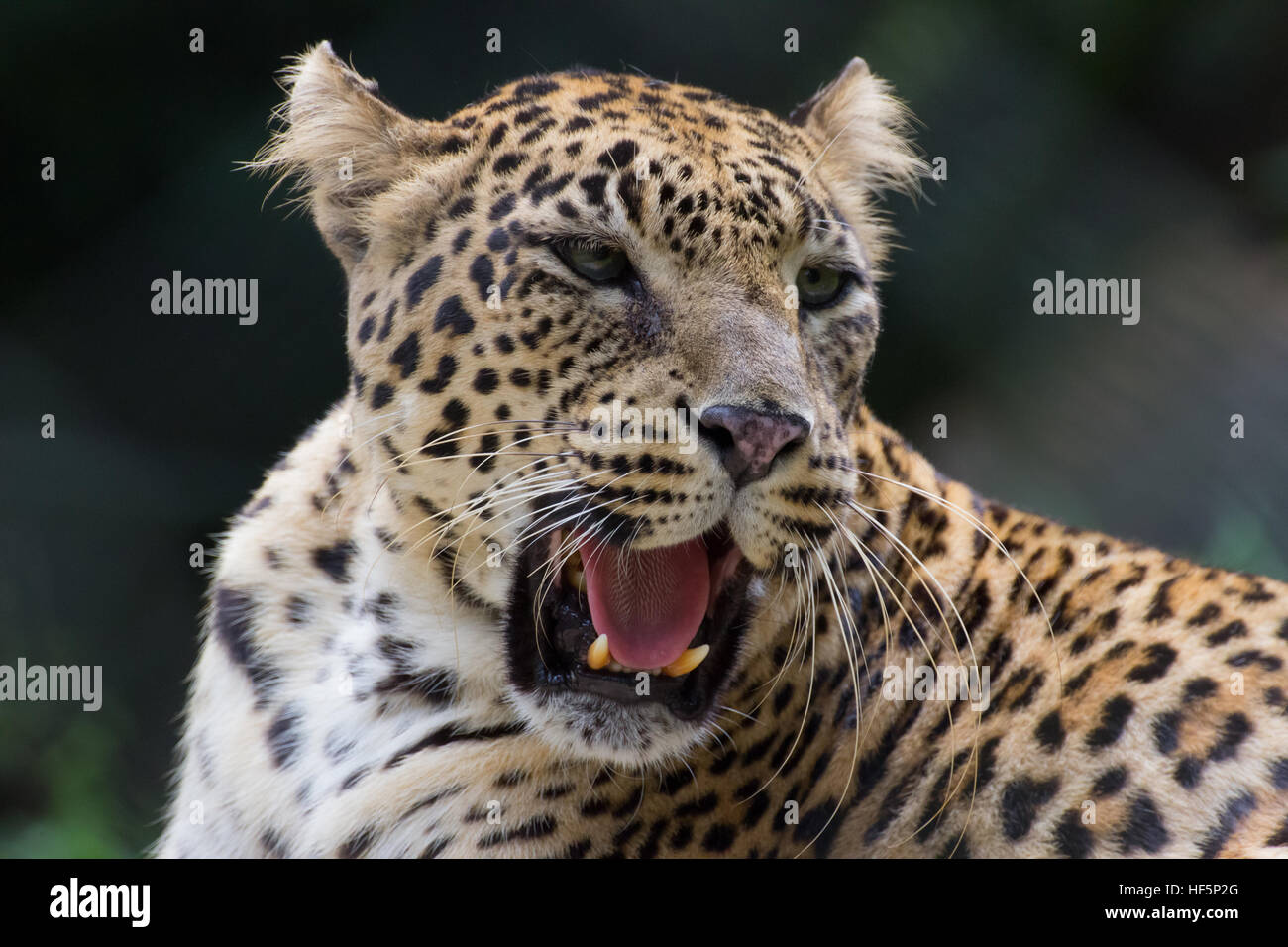 Indian leopard (Panthera pardus fusca Stock Photo - Alamy