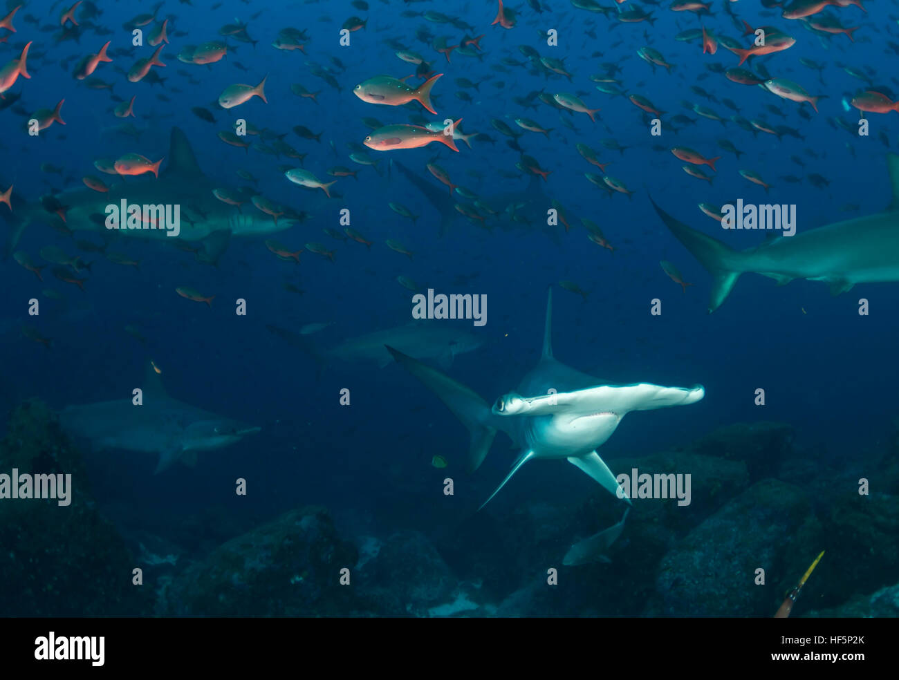 School of hammerhead hi-res stock photography and images - Alamy