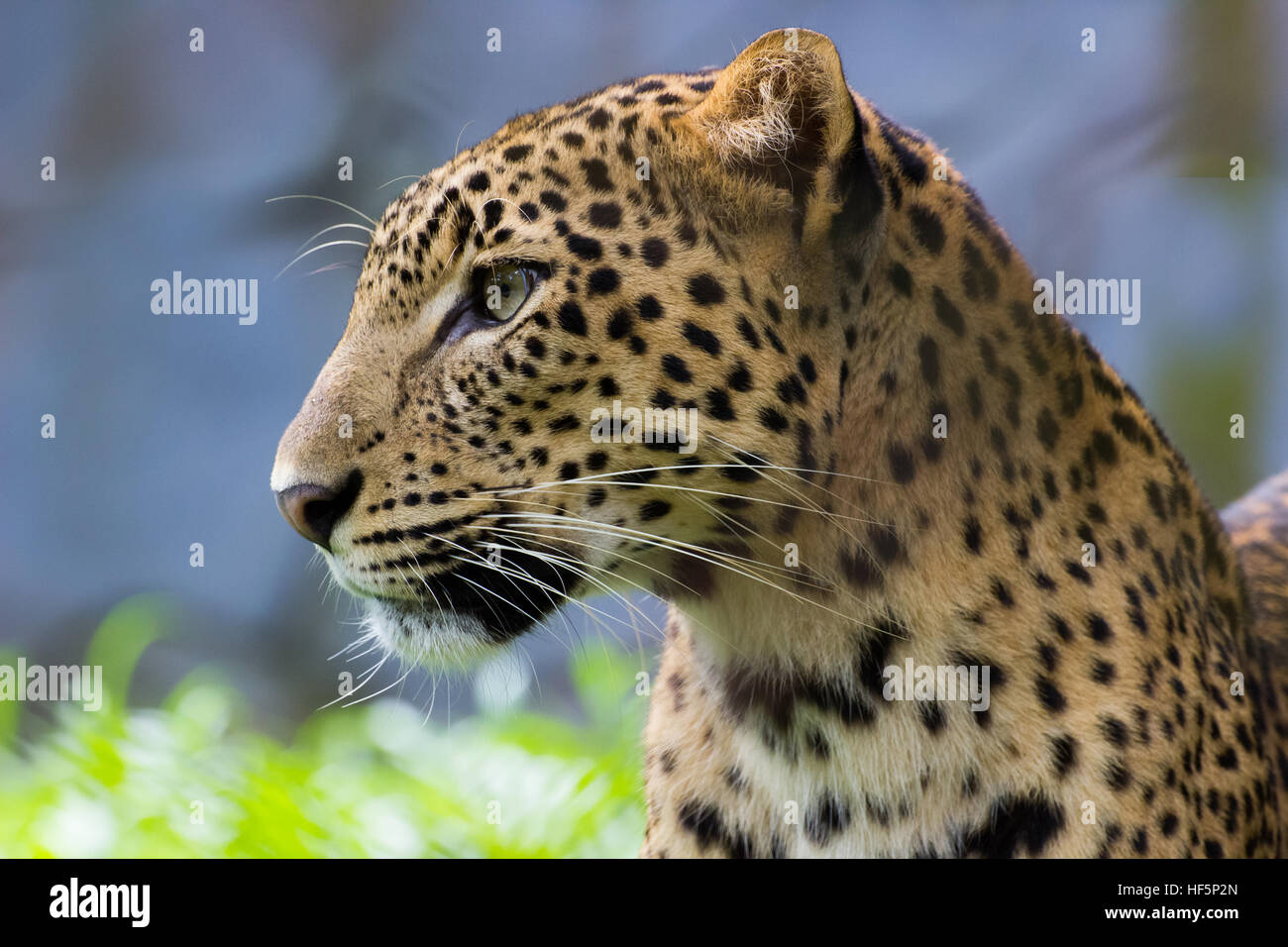 Panthera pardus fusca hi-res stock photography and images - Alamy