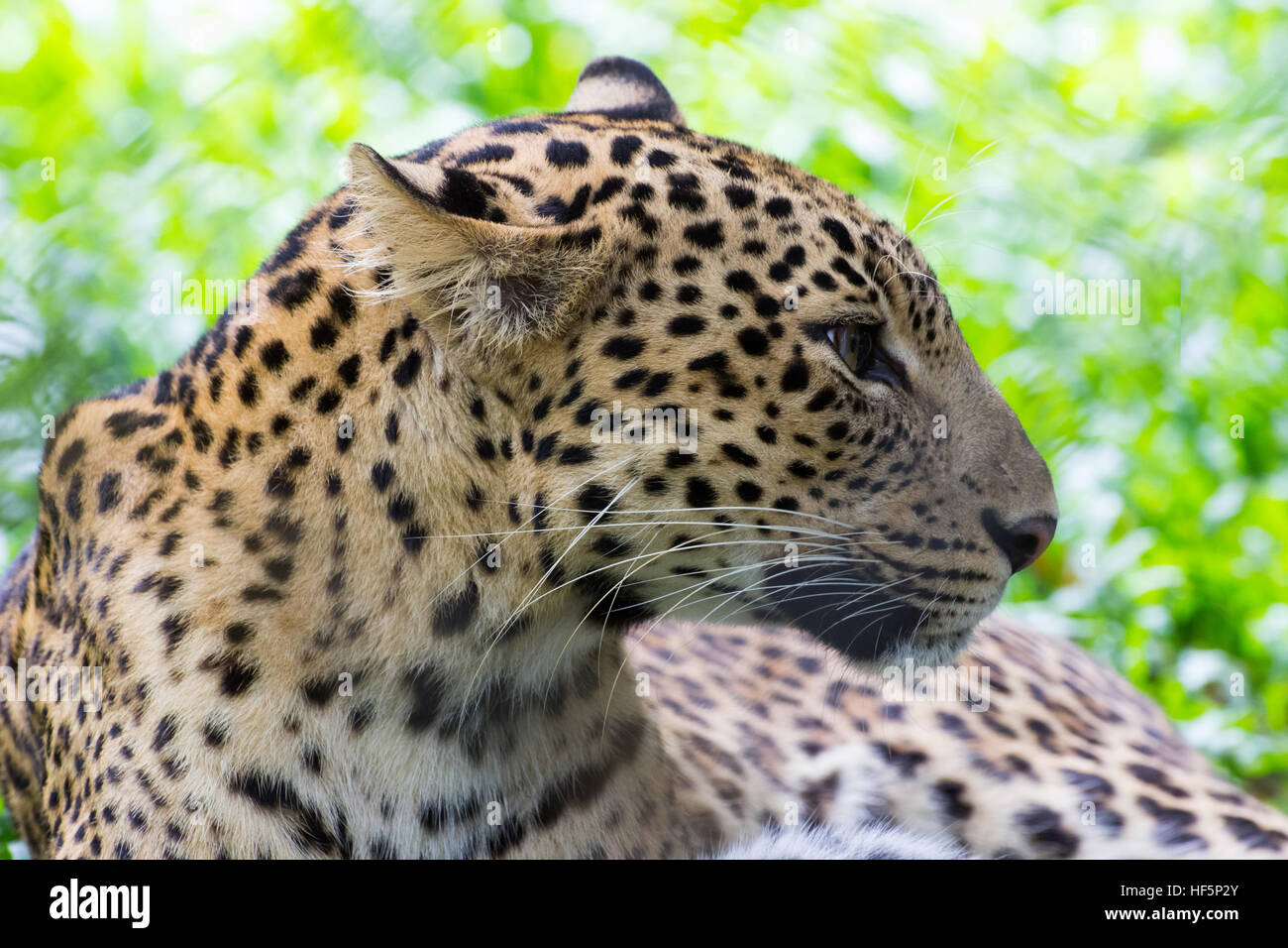 Indian leopard (Panthera pardus fusca Stock Photo - Alamy