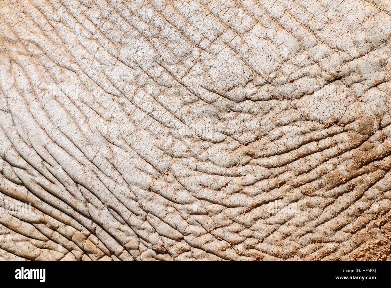 Elephant Skin Abstract Texture Background Stock Photo - Alamy