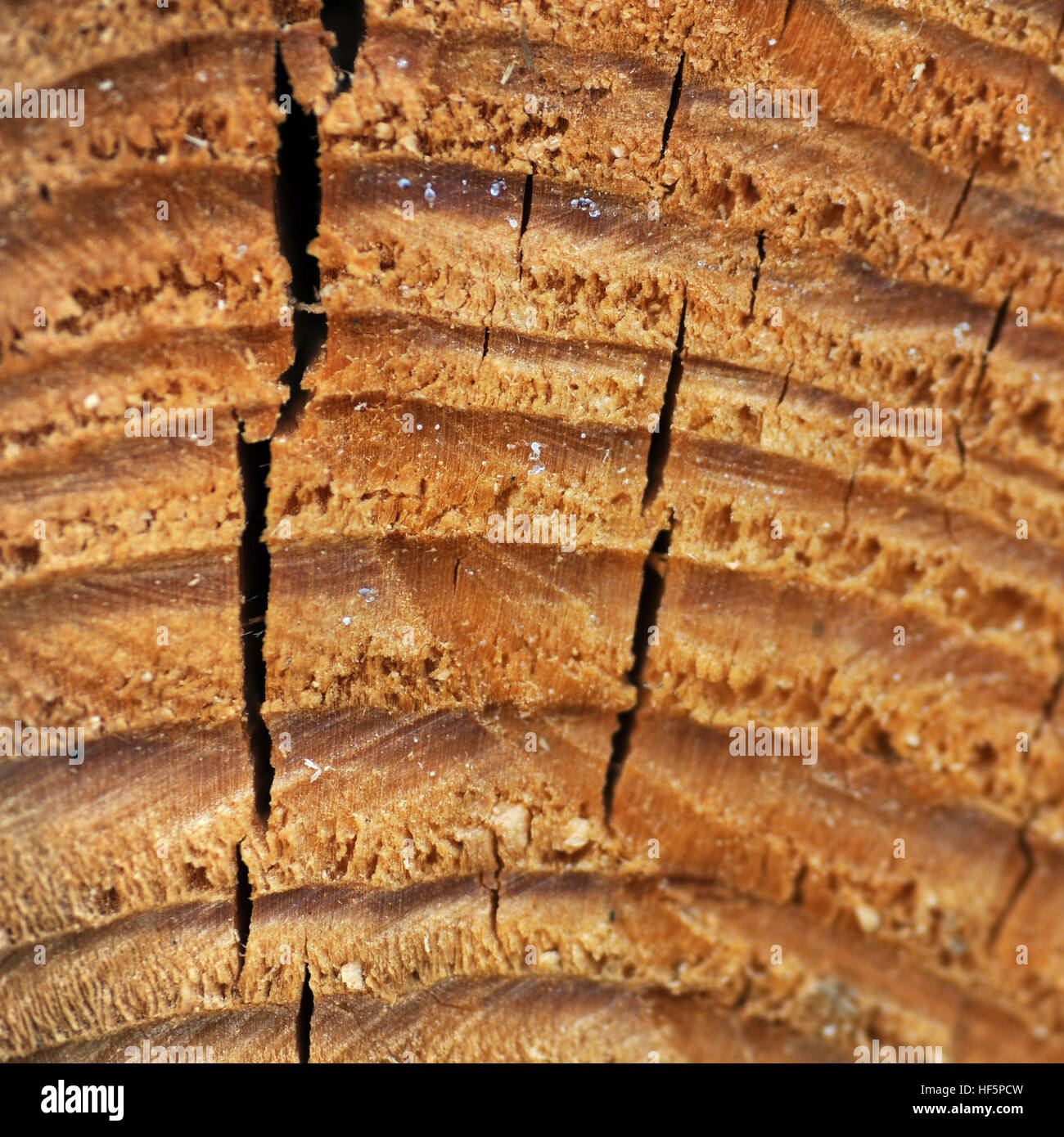 The textured cut trees Stock Photo - Alamy