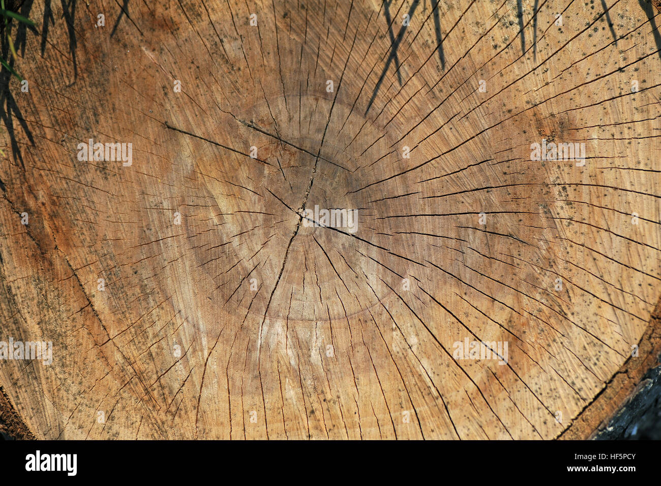 The textured cut trees Stock Photo - Alamy
