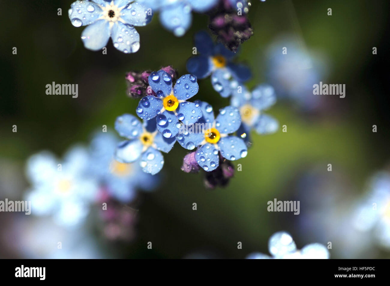 the forget-me-not flowers Stock Photo - Alamy