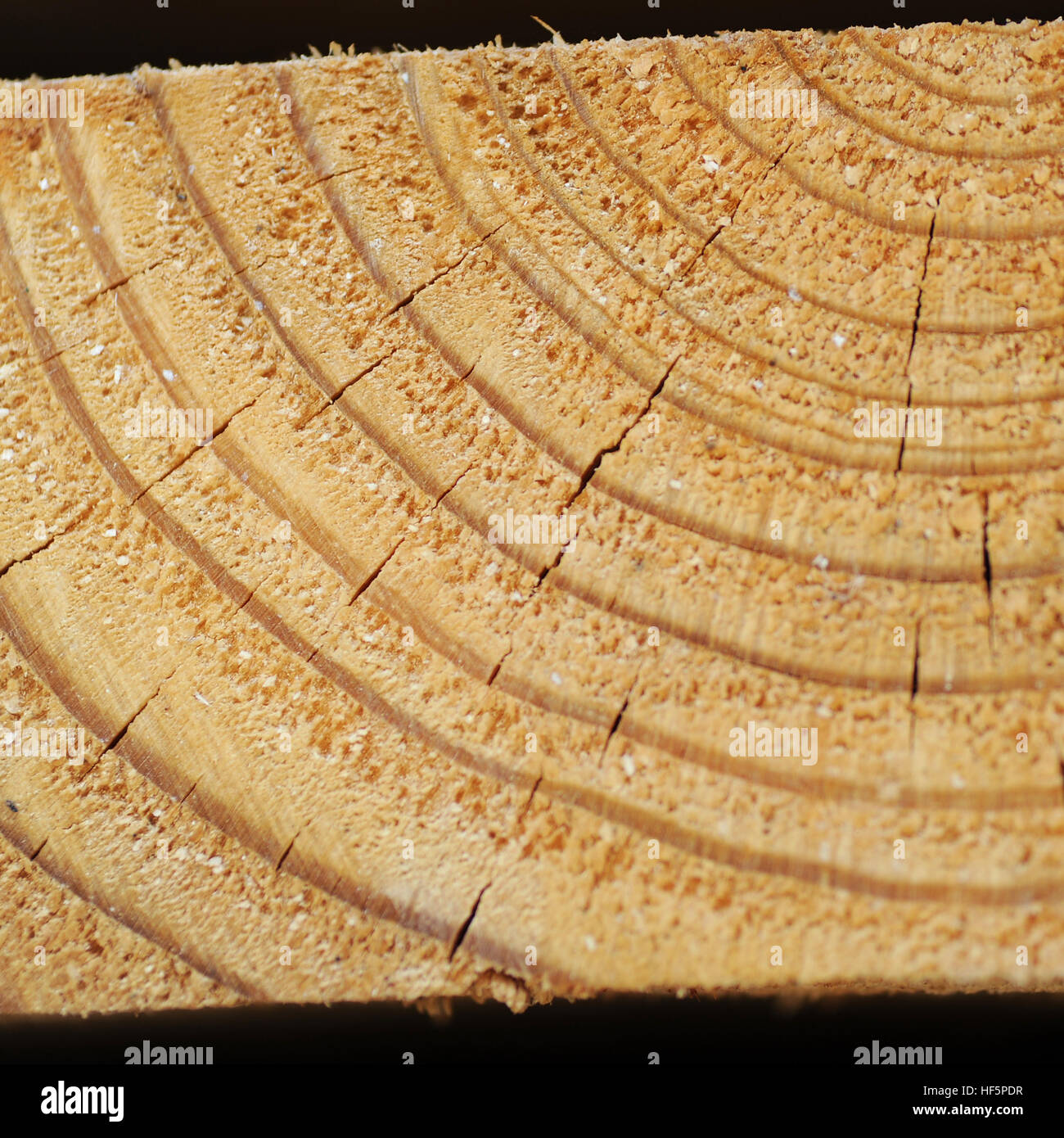 The textured cut trees Stock Photo - Alamy