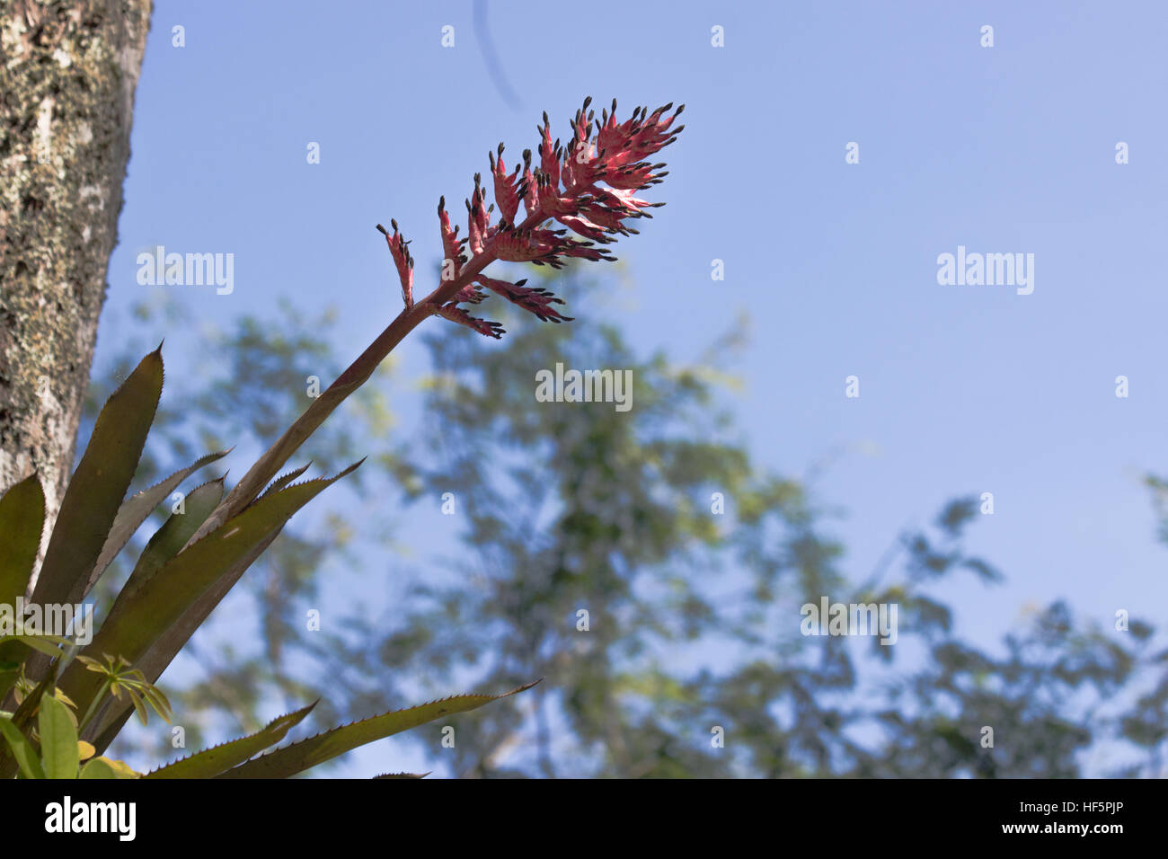 Bromelia hi-res stock photography and images - Alamy
