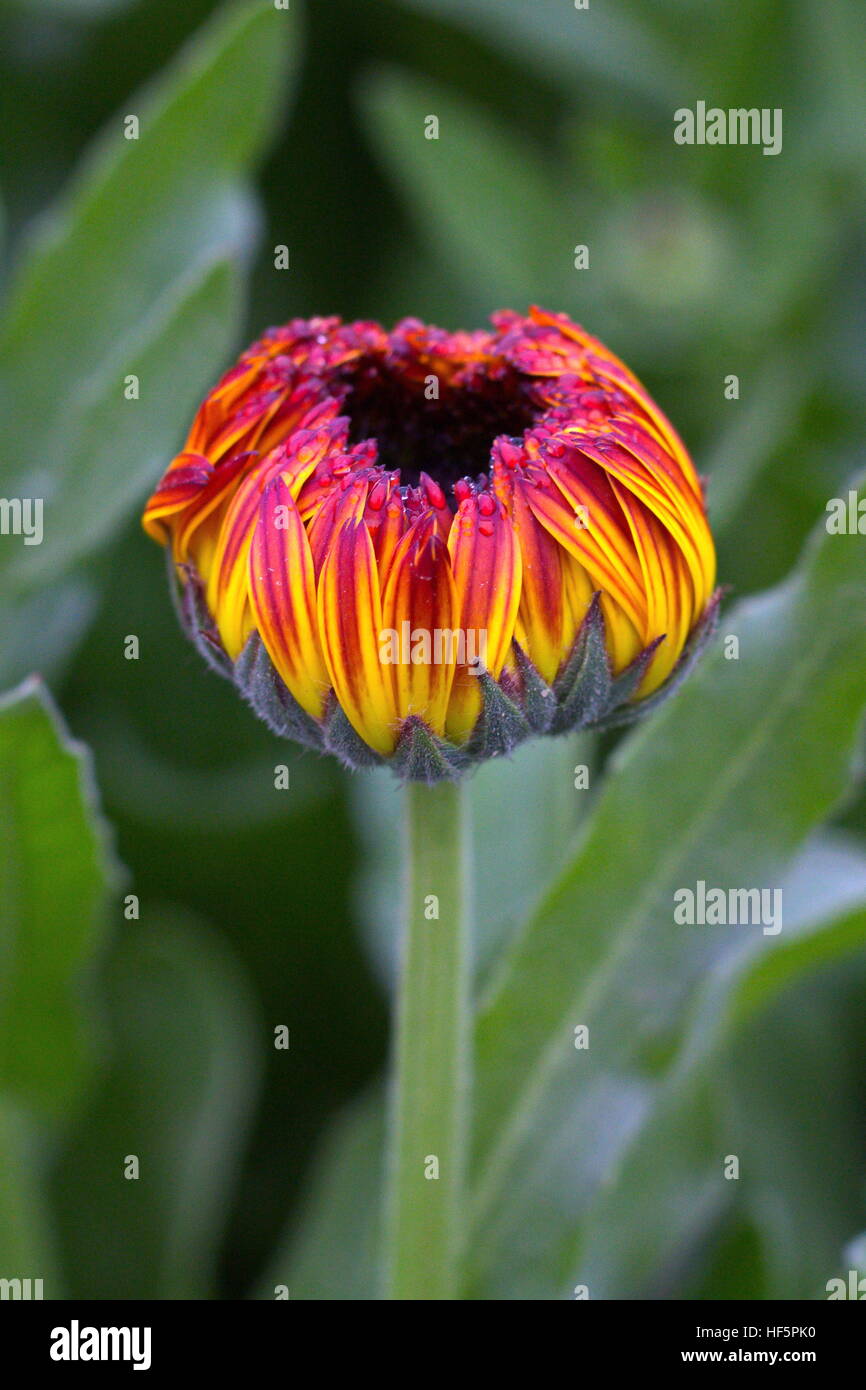 Green park floral flowers hi-res stock photography and images - Alamy
