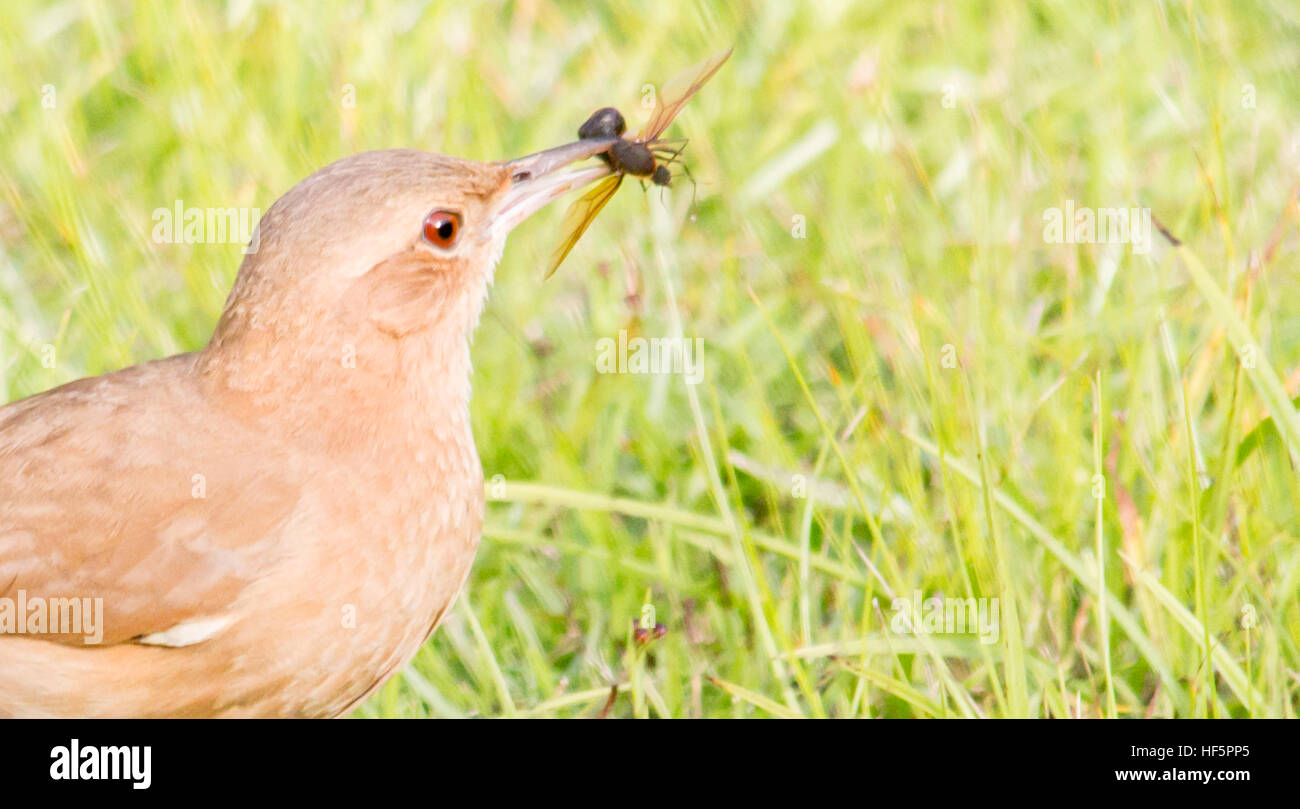 Insect eating bird hi-res stock photography and images - Alamy