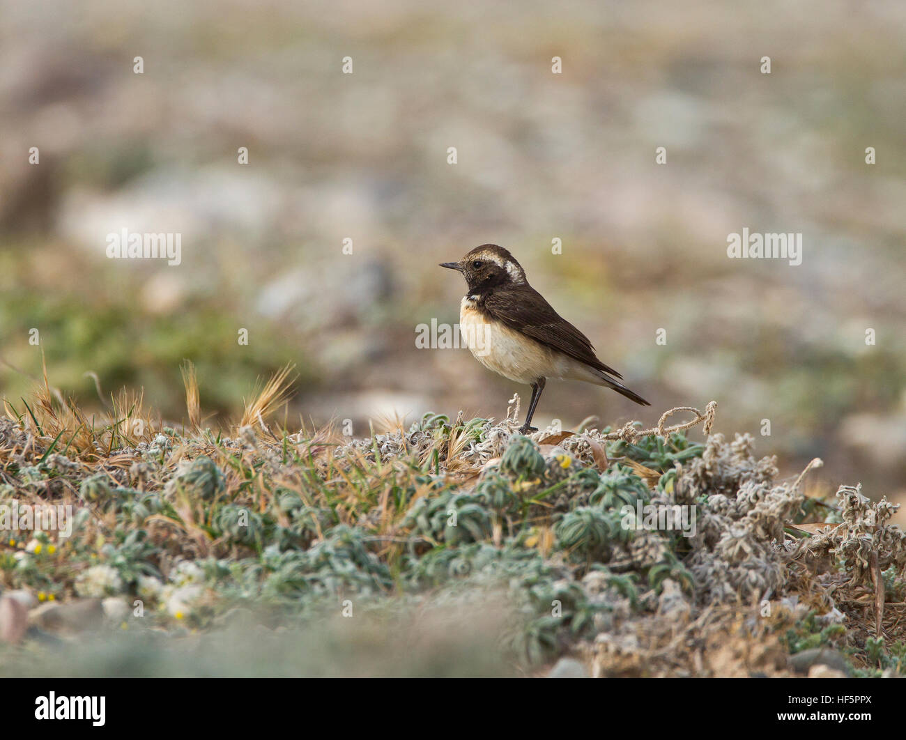 Female Cyprus Wheatear Oenanthe cypriaca Mandria Cyprus Spring Stock ...